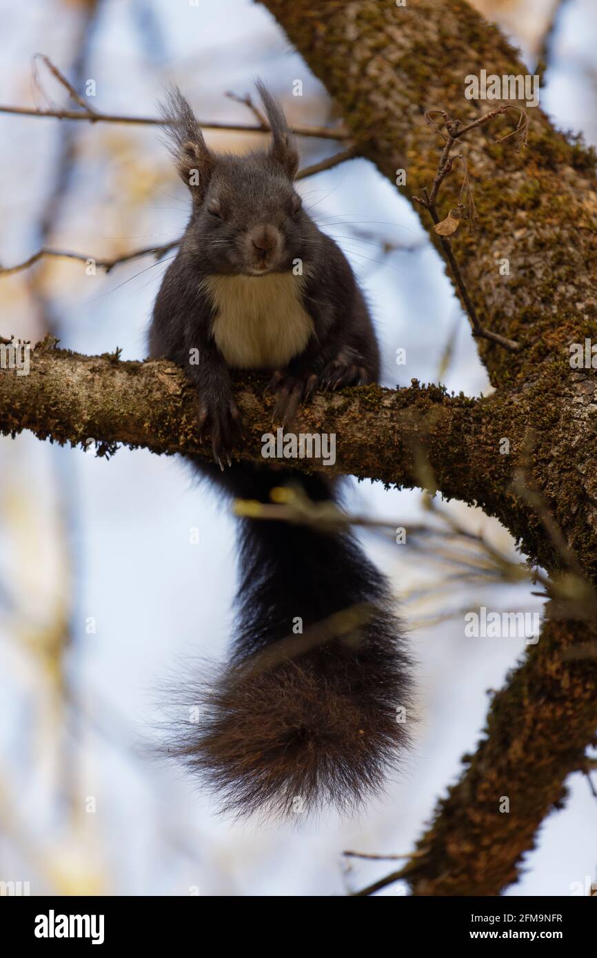 Squirrel in tree, Munich, Bavaria, Germany Stock Photo - Alamy