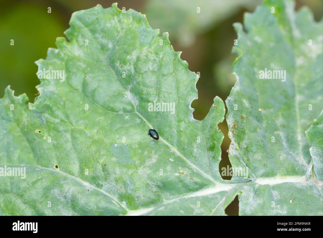Cabbage Stem Flea Beetle (Psylliodes chrysocephala) on damaged Oilseed ...
