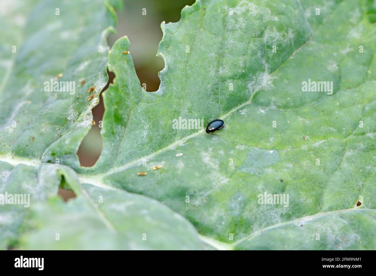 Cabbage Stem Flea Beetle (Psylliodes chrysocephala) on damaged Oilseed ...