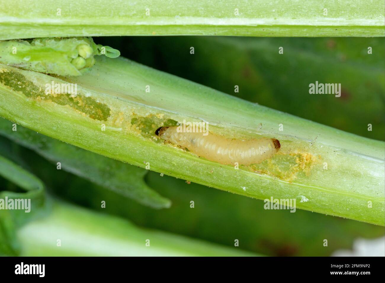 Larva of Cabbage Stem Flea Beetle (Psylliodes chrysocephala) in damaged ...