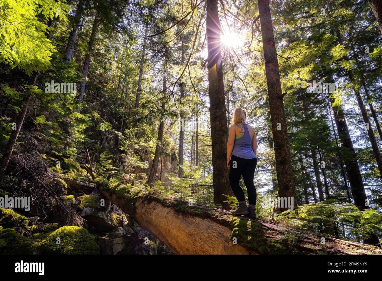Adventurous Woman hiking on a fallen tree in a beautiful green rain ...