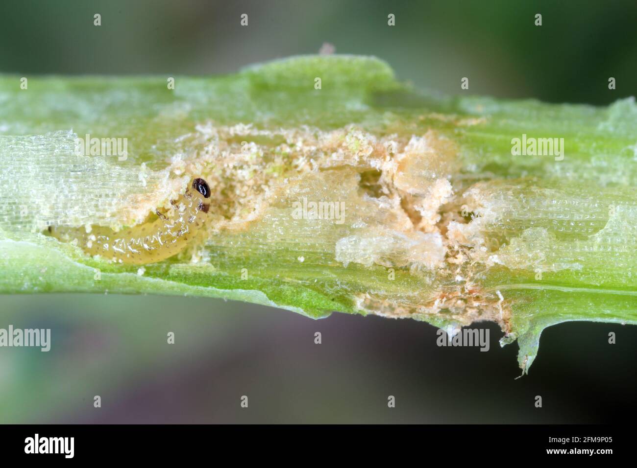 Larva of Cabbage Stem Flea Beetle (Psylliodes chrysocephala) in damaged ...