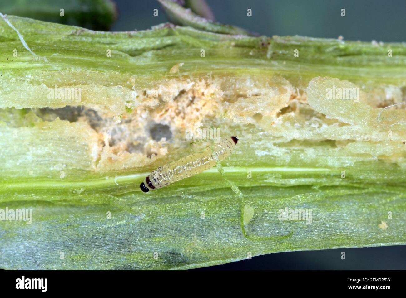 Larva of Cabbage Stem Flea Beetle (Psylliodes chrysocephala) in damaged ...