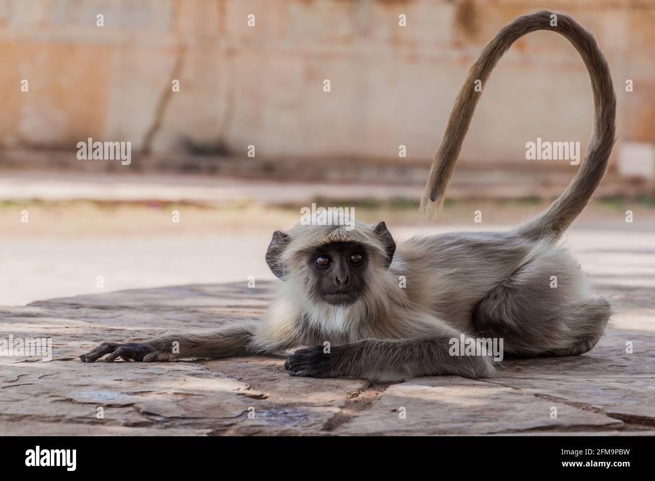 Langur monkey at Chittor Fort in Chittorgarh, Rajasthan state, India ...