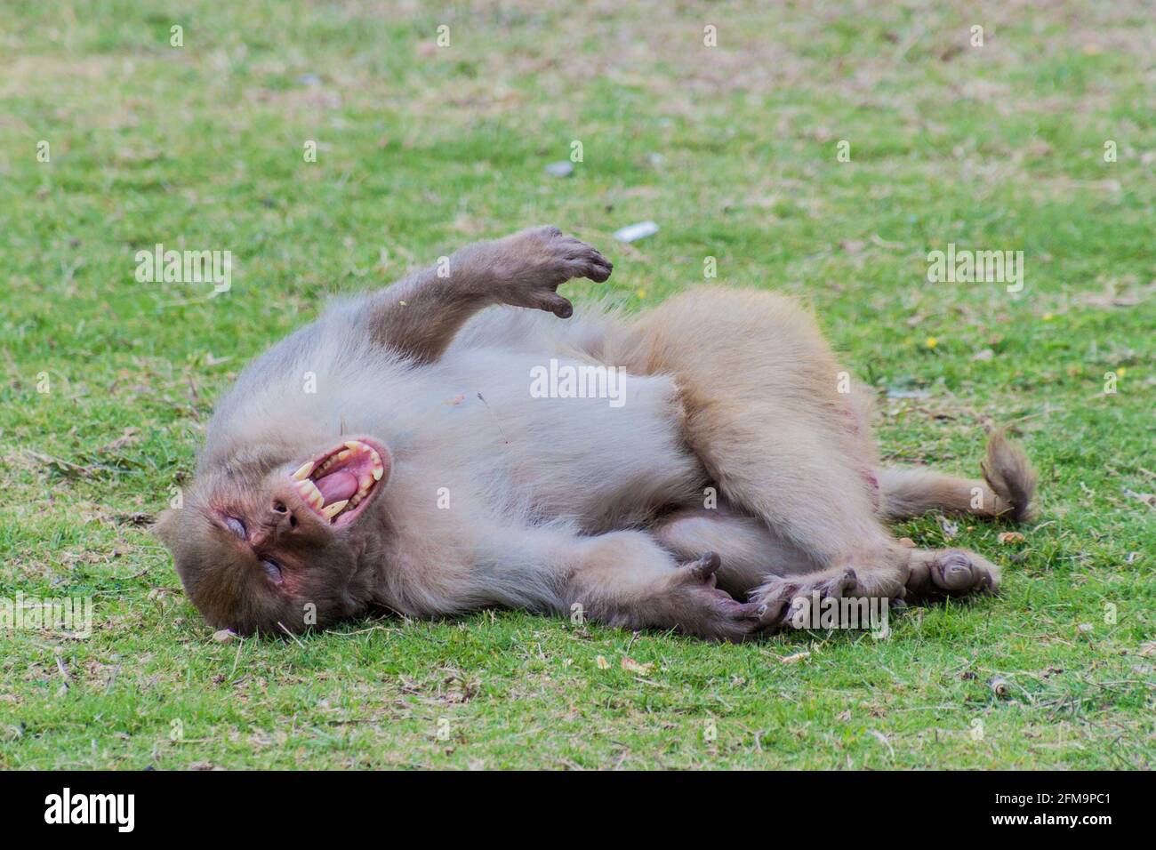 Monkey at Chittor Fort in Chittorgarh, Rajasthan state, India Stock ...