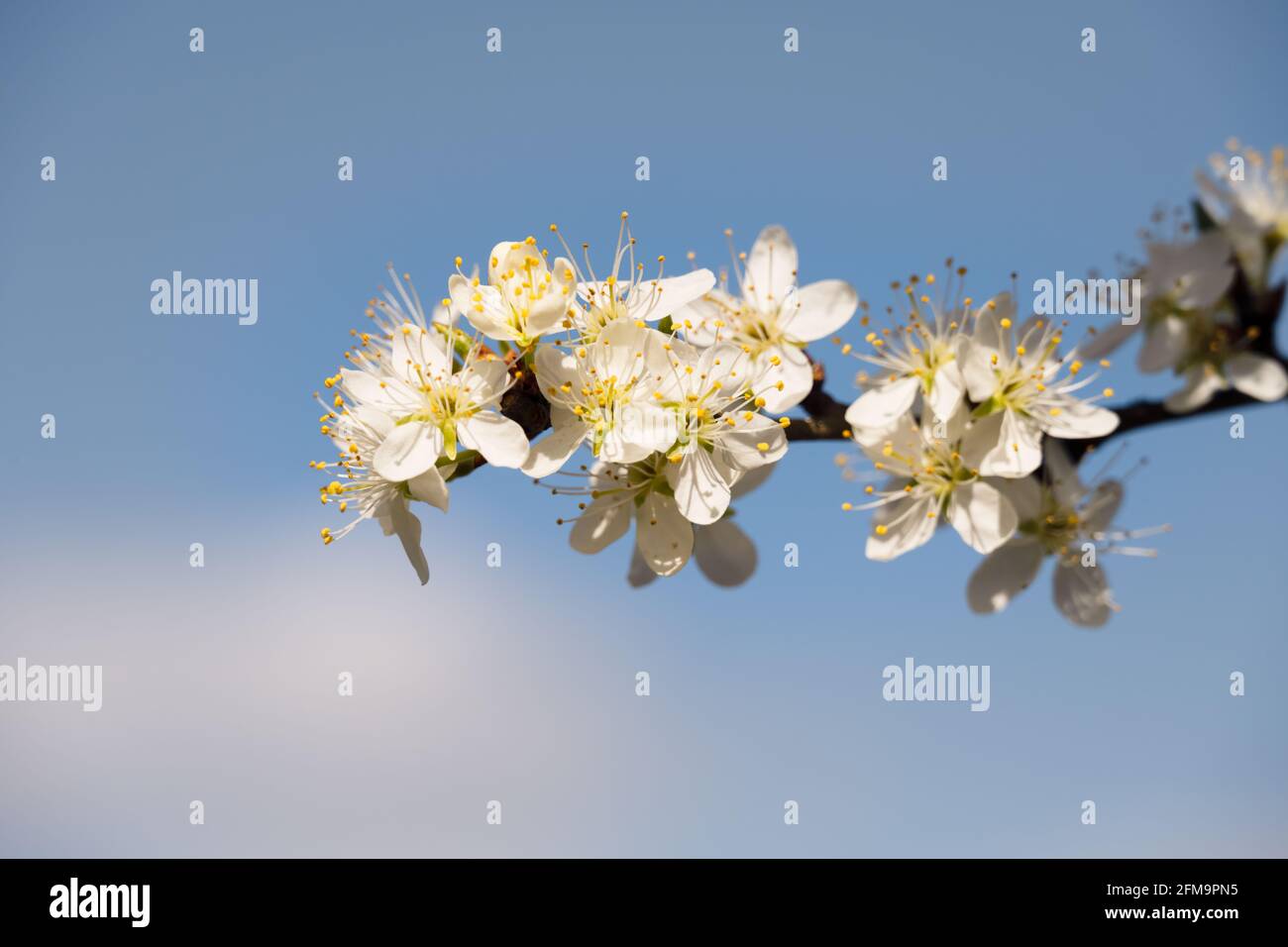 Damson tree garden hi-res stock photography and images - Alamy