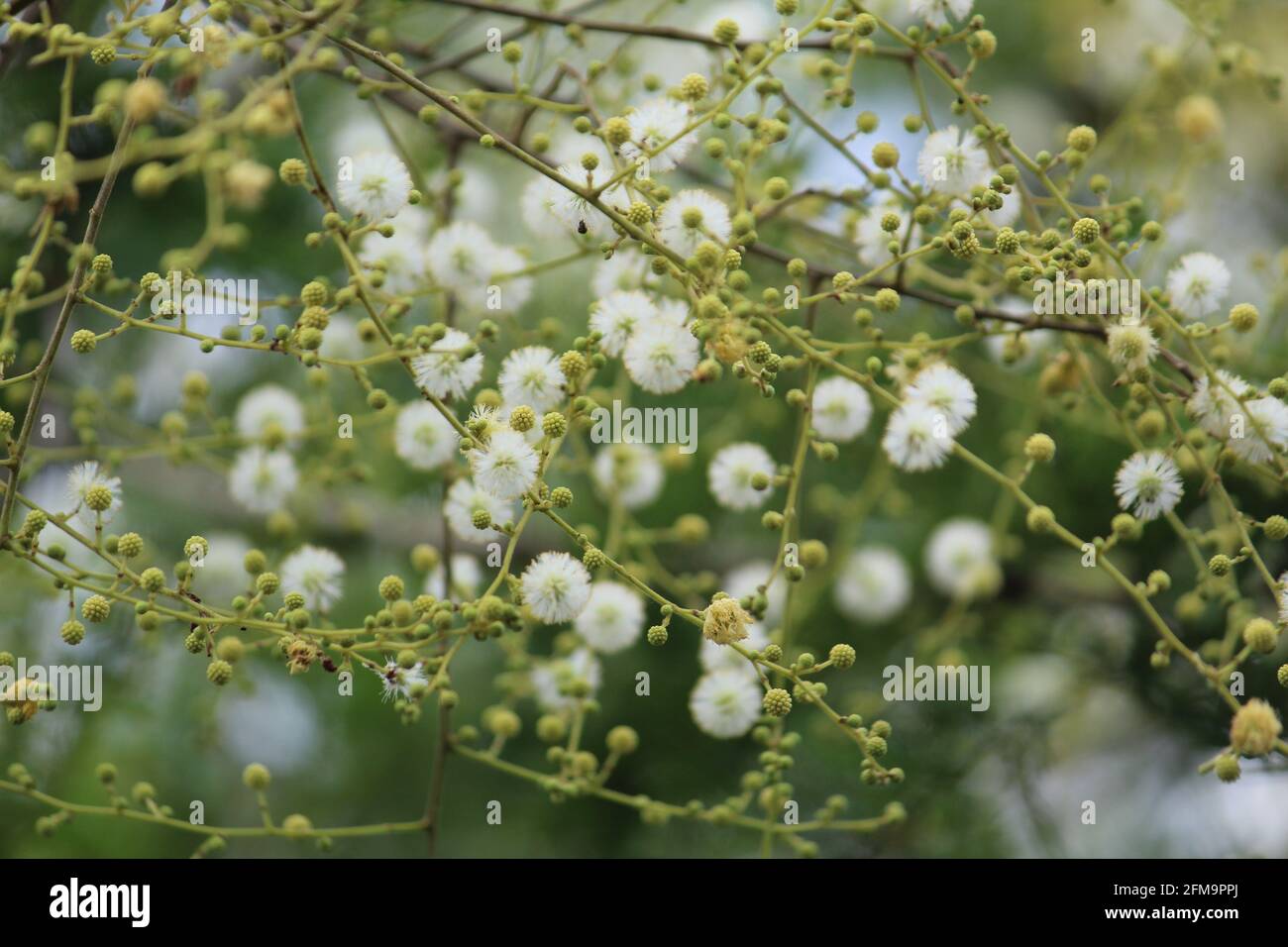 Babul plant hi-res stock photography and images - Alamy