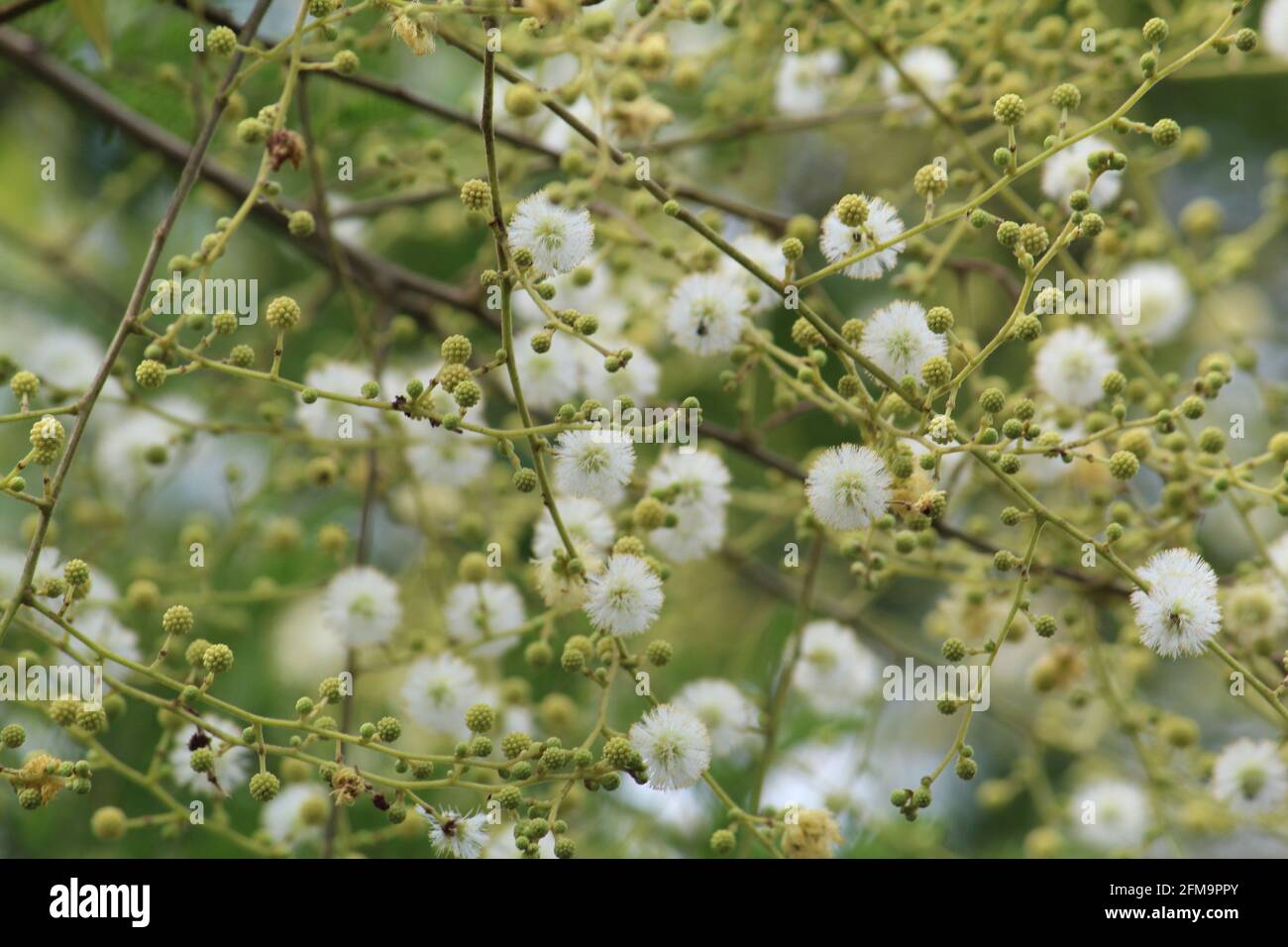 Selective focus shot of acacia tree babul flowers Stock Photo - Alamy