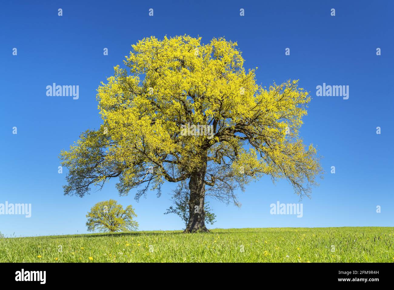 Oak tree in spring, Riegsee, Upper Bavaria, Bavaria, Germany Stock ...