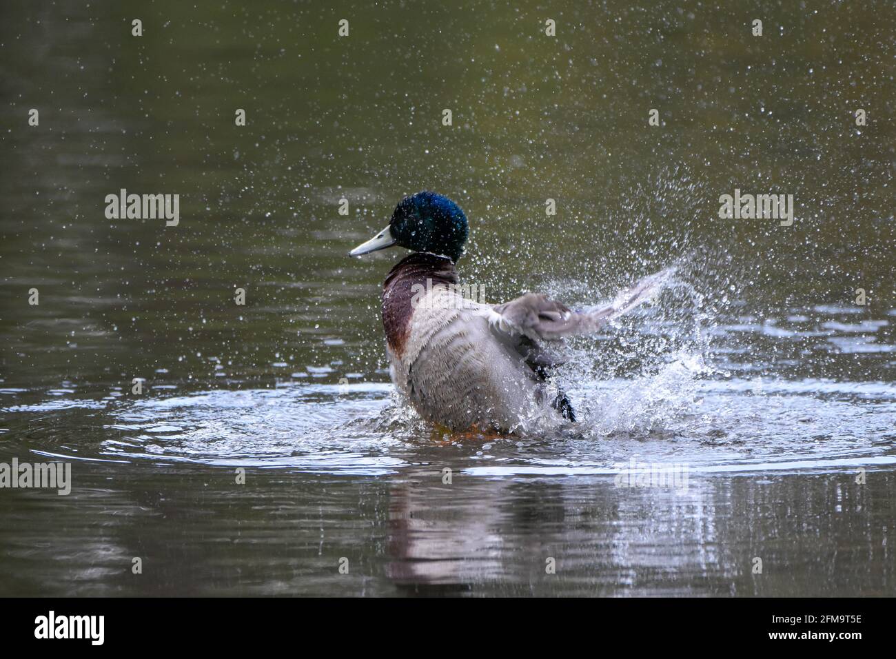 Male Mallard duck splashing and washing in the water showing water ...