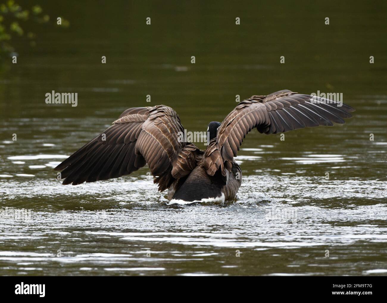 Canadian goose landing in the water with wings outstretched Stock Photo ...