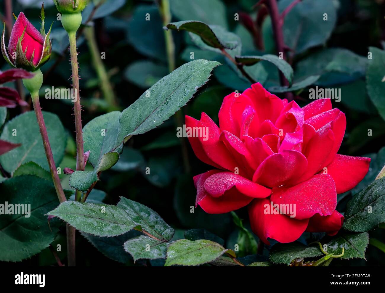 Early Spring Roses in bloom and about to bloom Stock Photo - Alamy