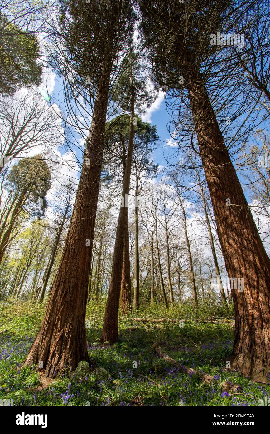 Giant conifers looking upwards toward blue sky with bluebells in the ...