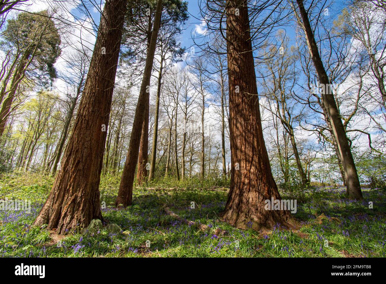 Giant conifers looking upwards toward blue sky with bluebells in the ...