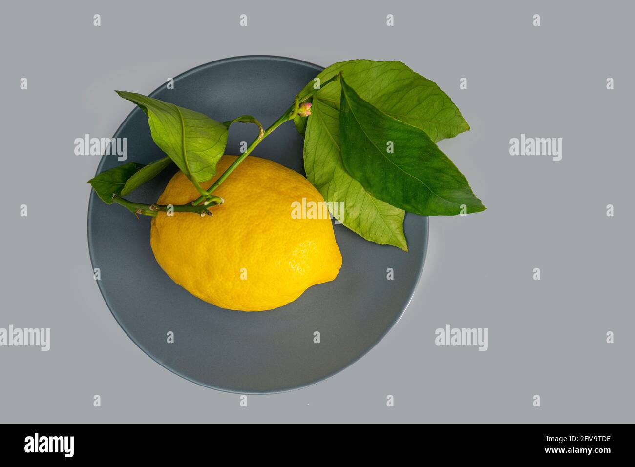 Still life of a single lemon with green leaves on a gray plate with the ...