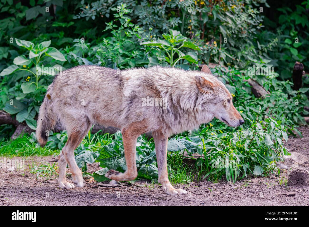 Grey Wolf Canis Lupus Walking High Resolution Stock Photography and ...