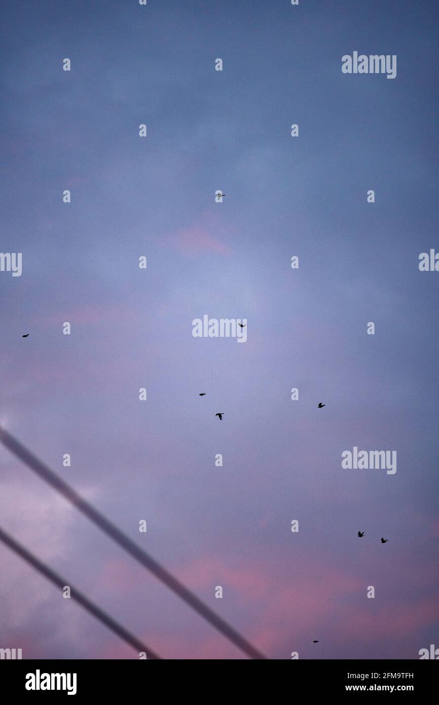Birds flying over powerline in purple sunset sky Stock Photo - Alamy