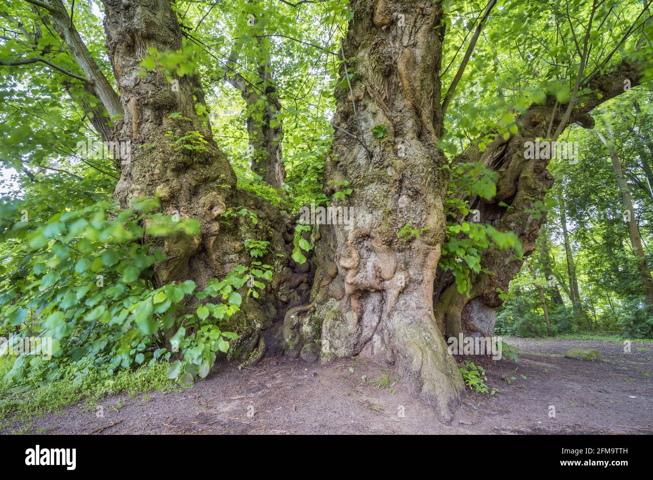 800 year old tree hi-res stock photography and images - Alamy