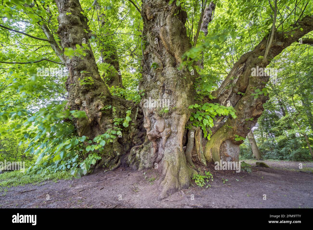 800 year old tree hi-res stock photography and images - Alamy