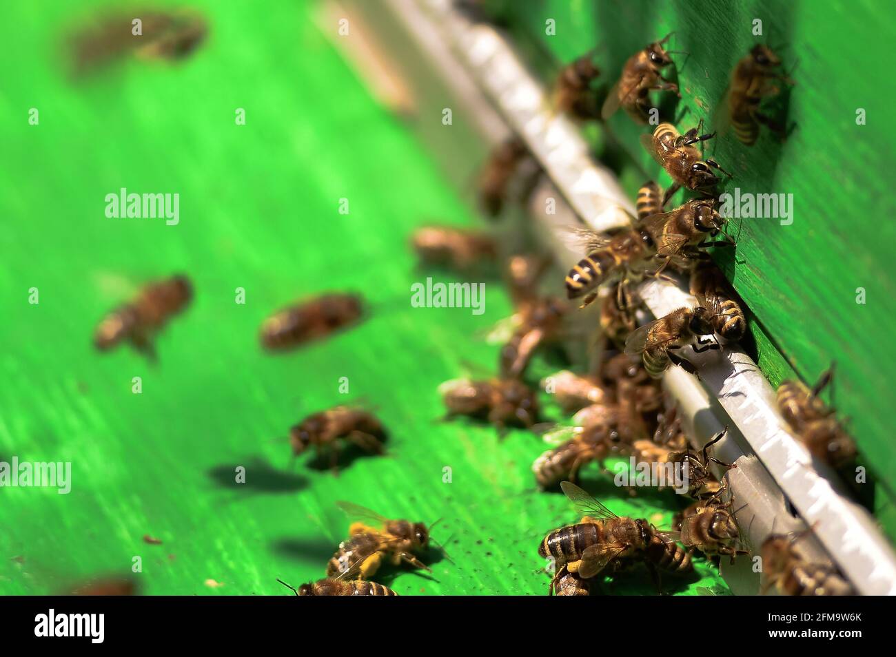 Bees collect honey and swarm around the hive. Bees fly around the hive ...