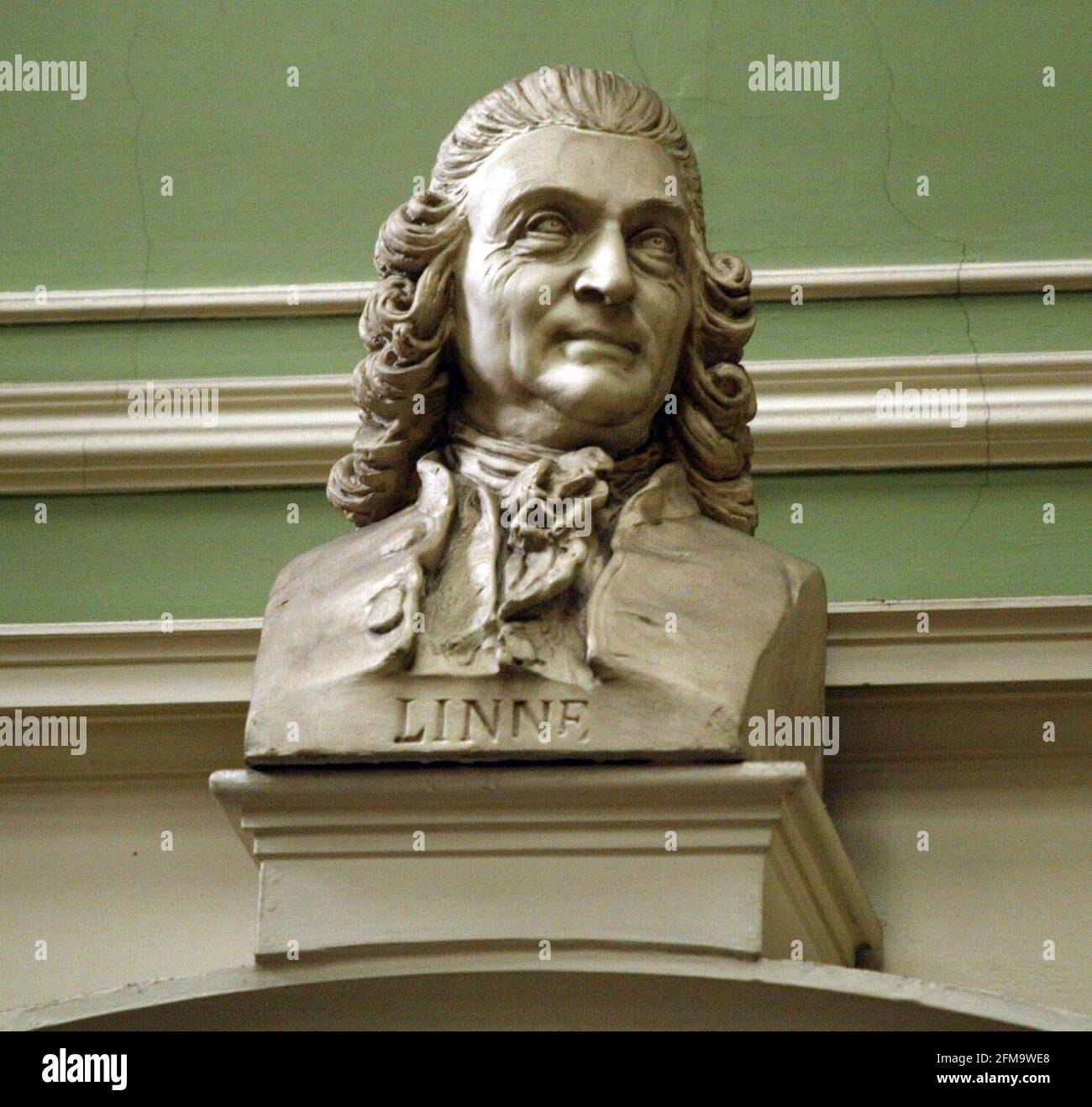 Linnean Society in London. Bust of Lannaeus pic David Sandison Stock ...