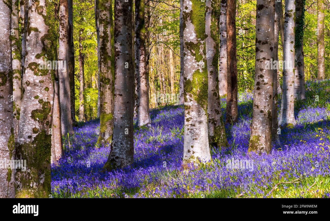 The sun beams through a clump of beech trees in Dorset illuminating a ...