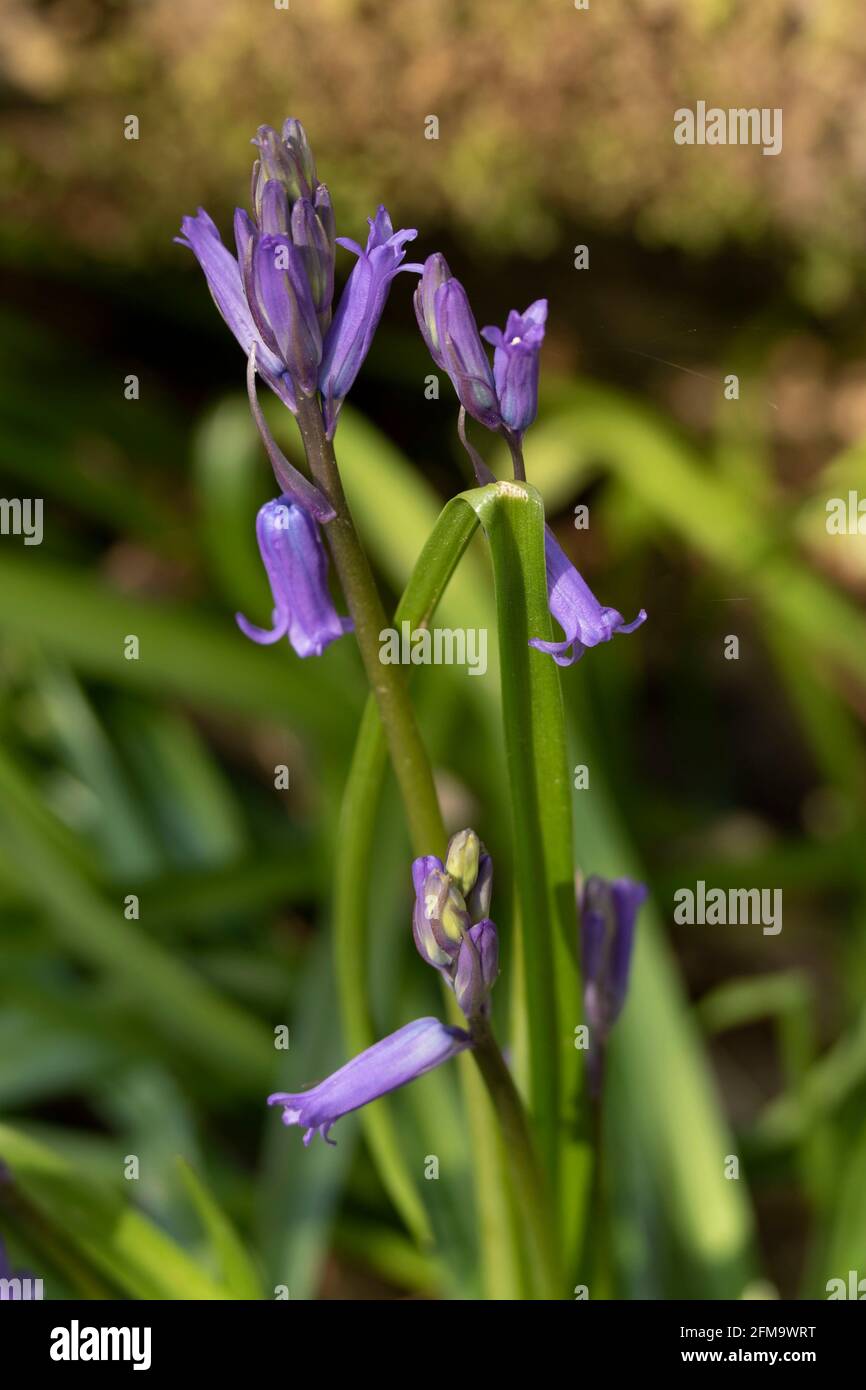 Common / English bluebell flower in close-up Stock Photo - Alamy