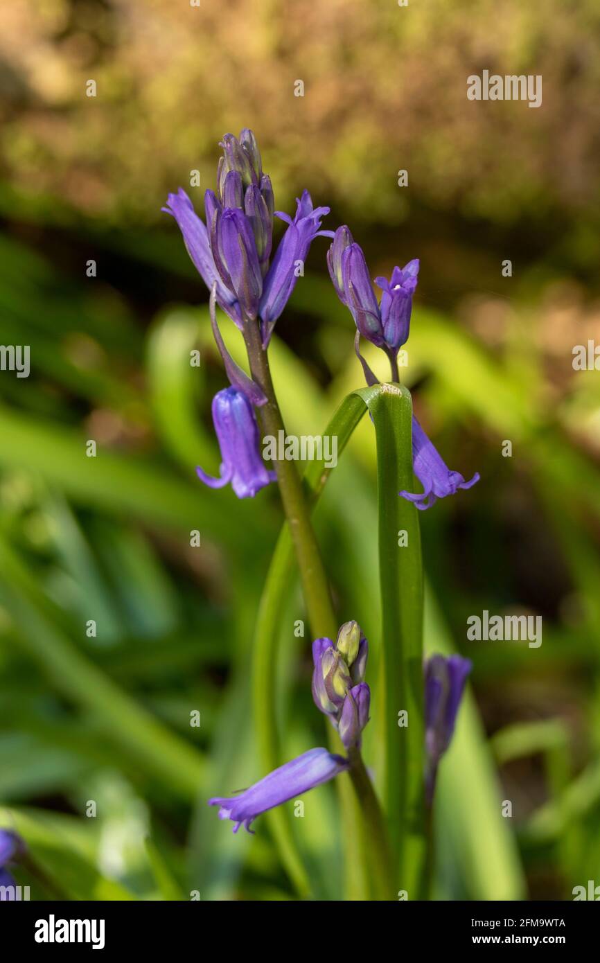 Common / English bluebell flower in close-up Stock Photo - Alamy