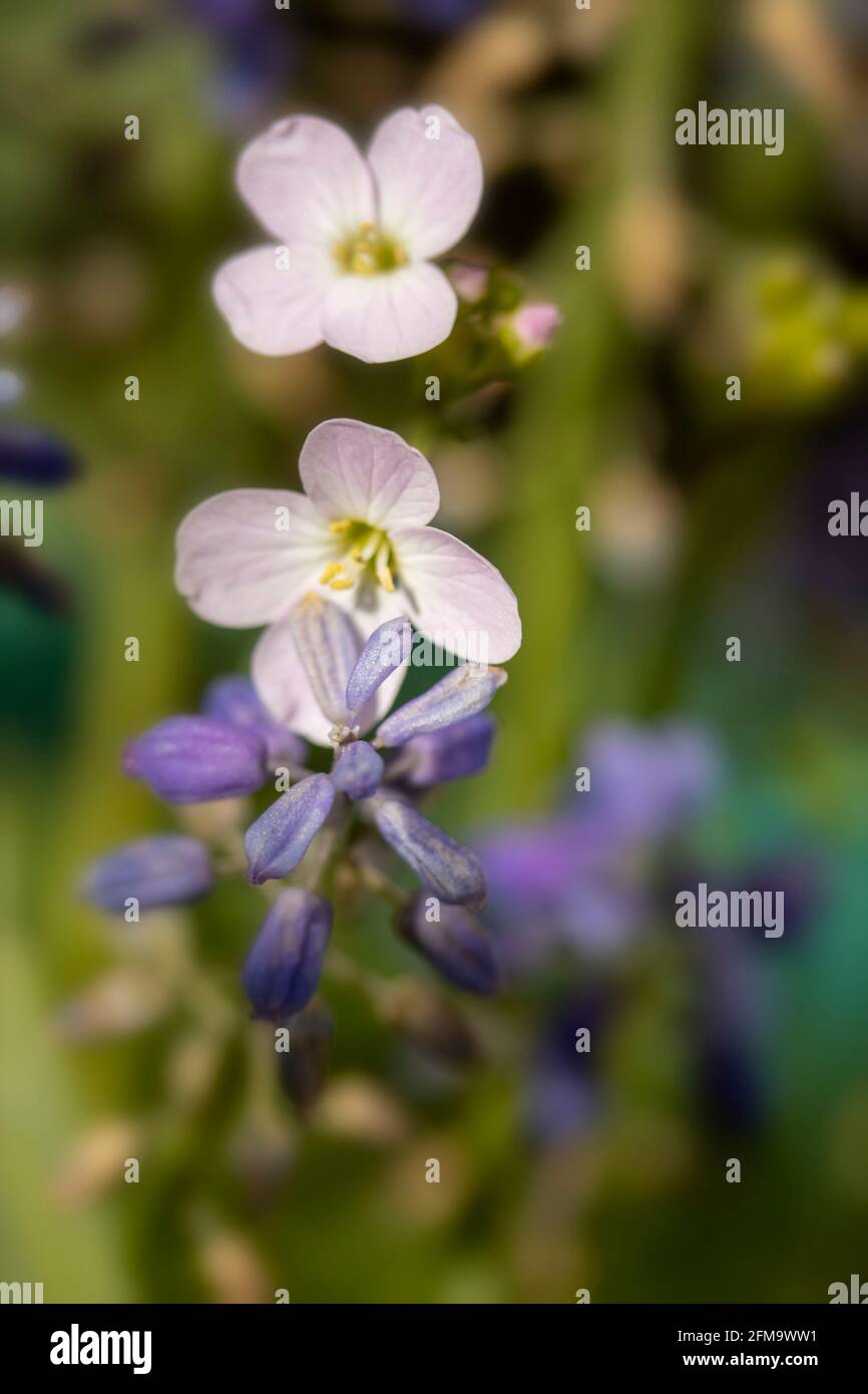 Delightful spring wildflowers in close-up, natural plant portrait Stock ...