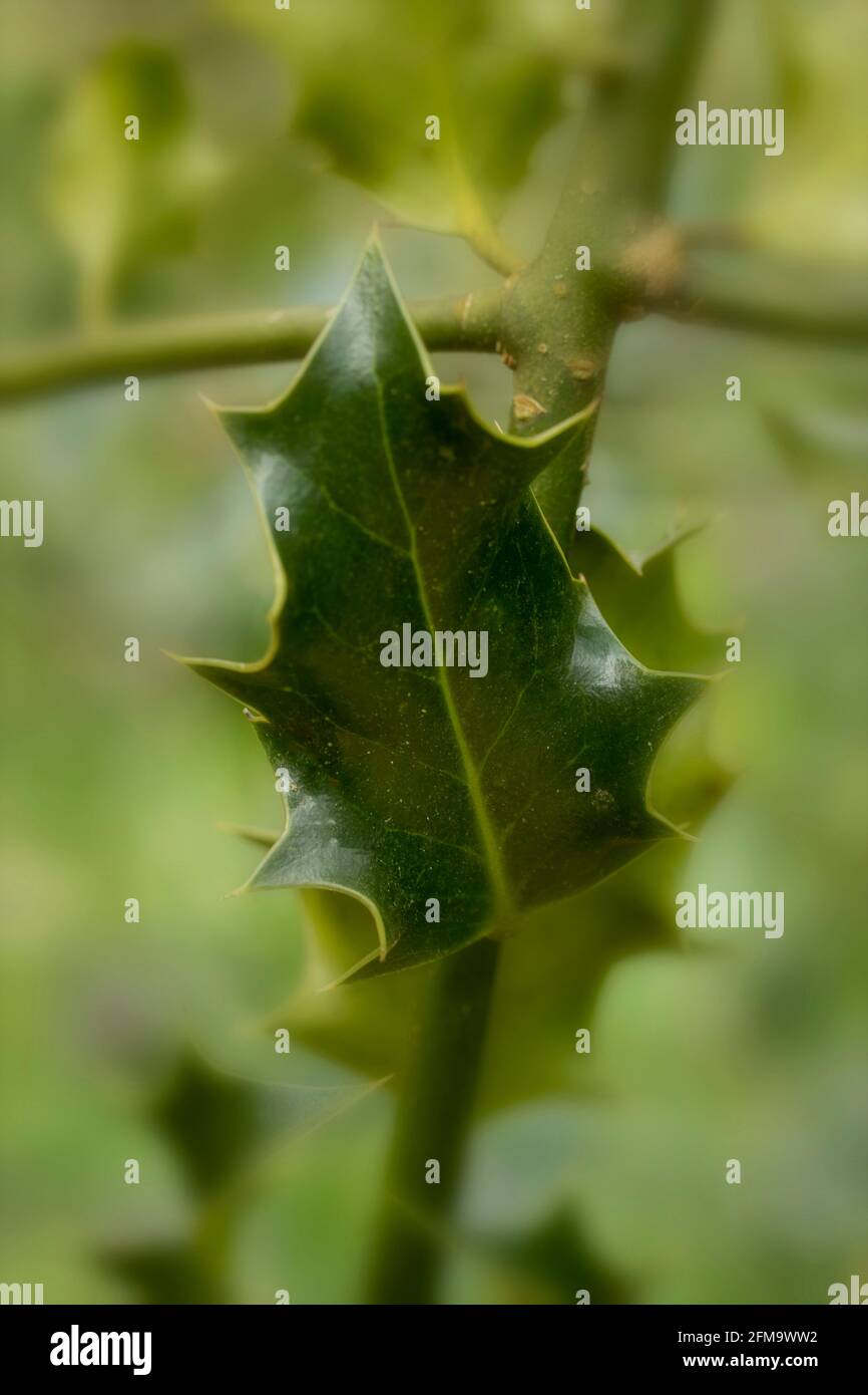 Holly leaves with single berry hi-res stock photography and images - Alamy