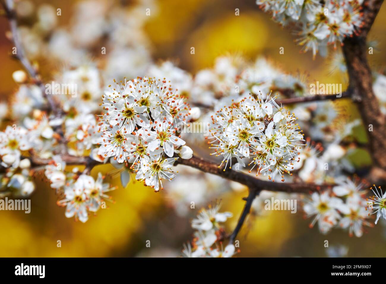 Spring impressions with a fruit blossom in front of the vibrant colors ...