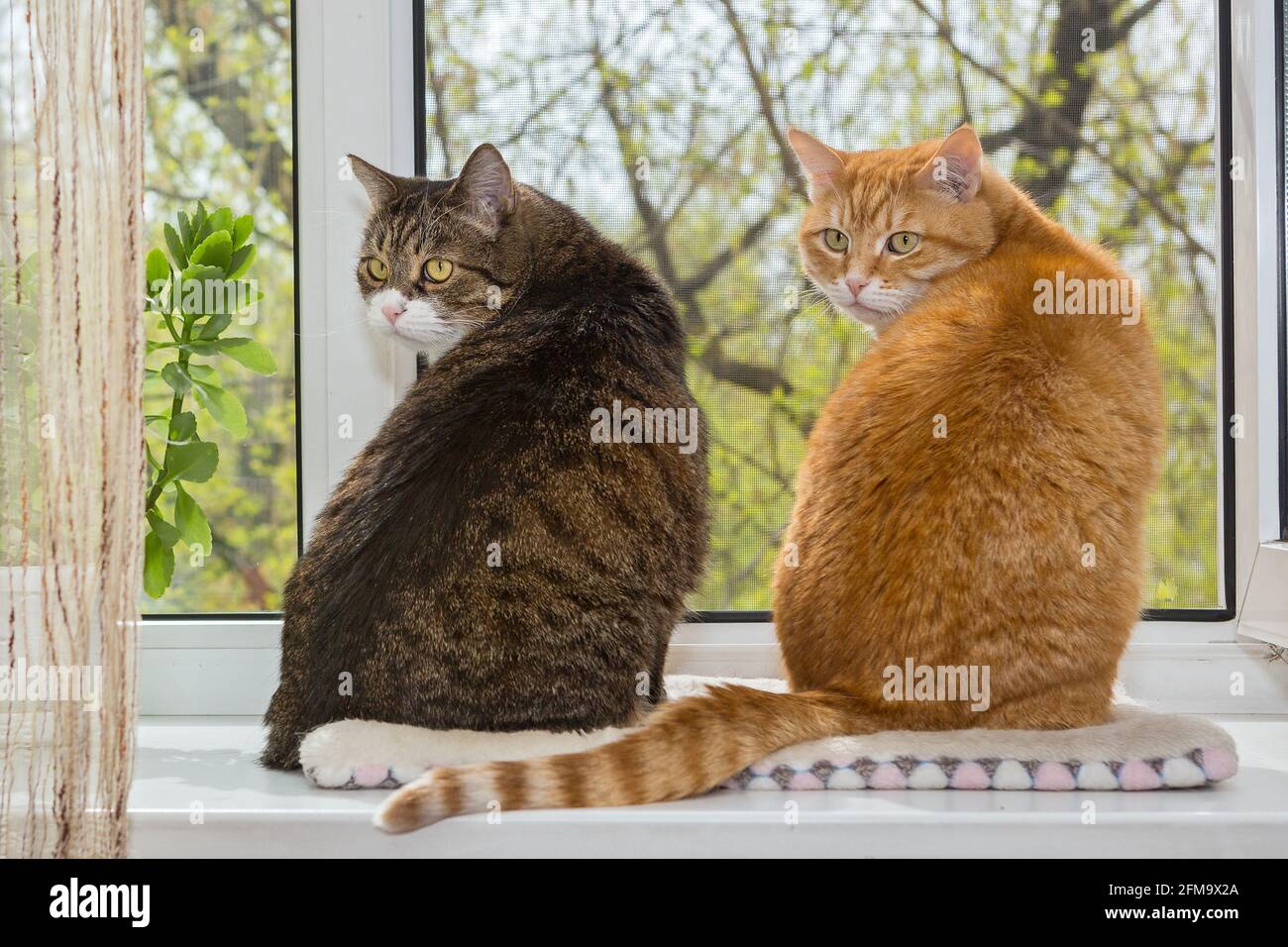 Fat cats hi-res stock photography and images - Alamy