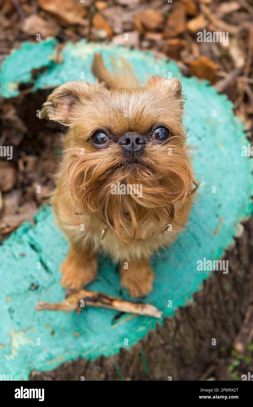 Griffon Bruxellois Ewok