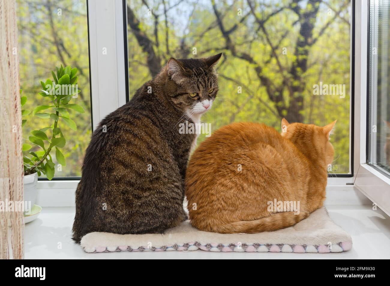 Plump cat hi-res stock photography and images - Alamy