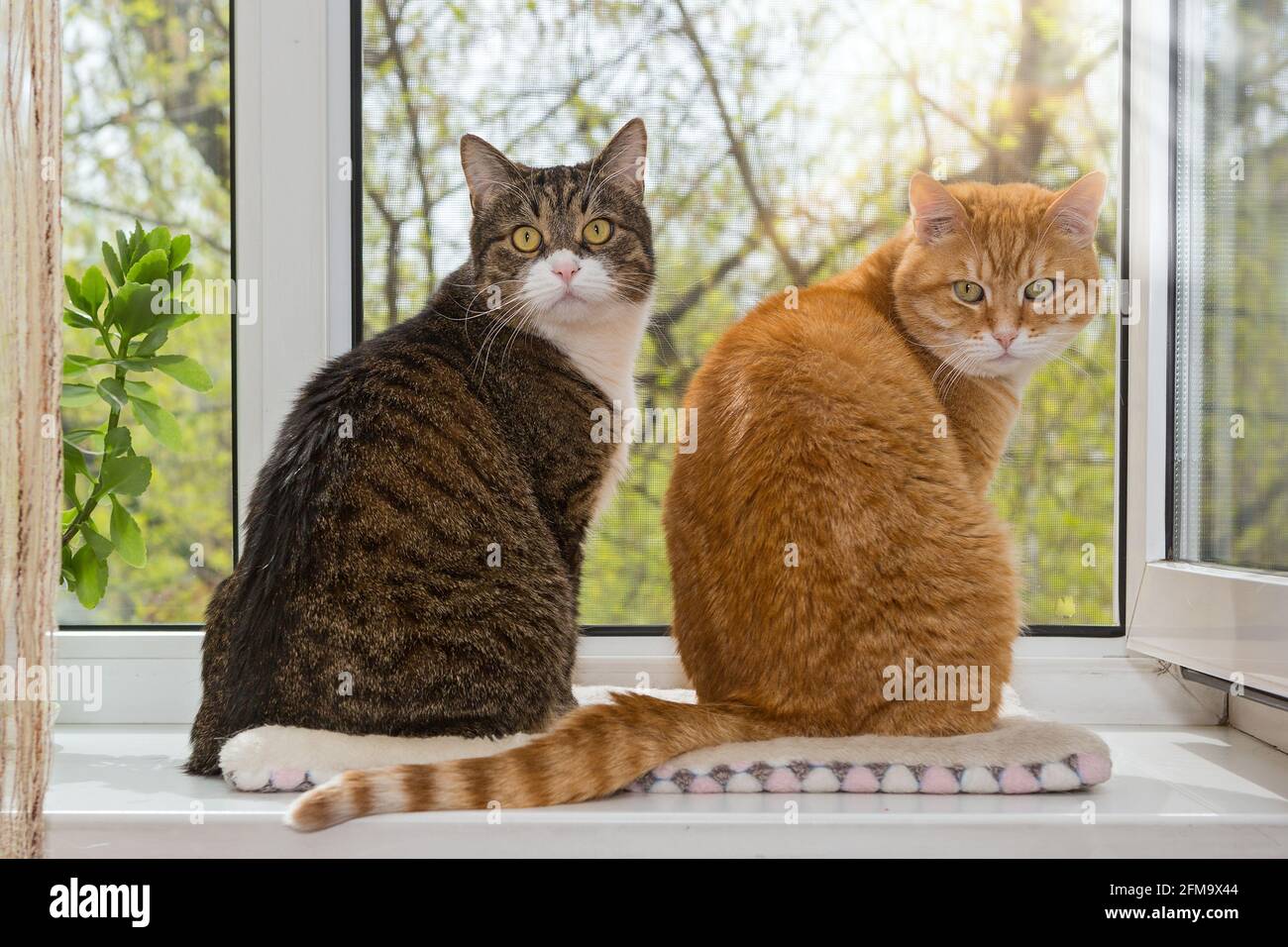 Two Cats Sitting Together