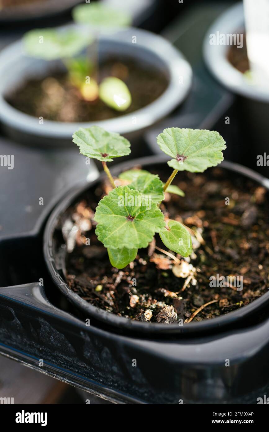 Blue common mallow seedling (Malva sylvestris Stock Photo - Alamy