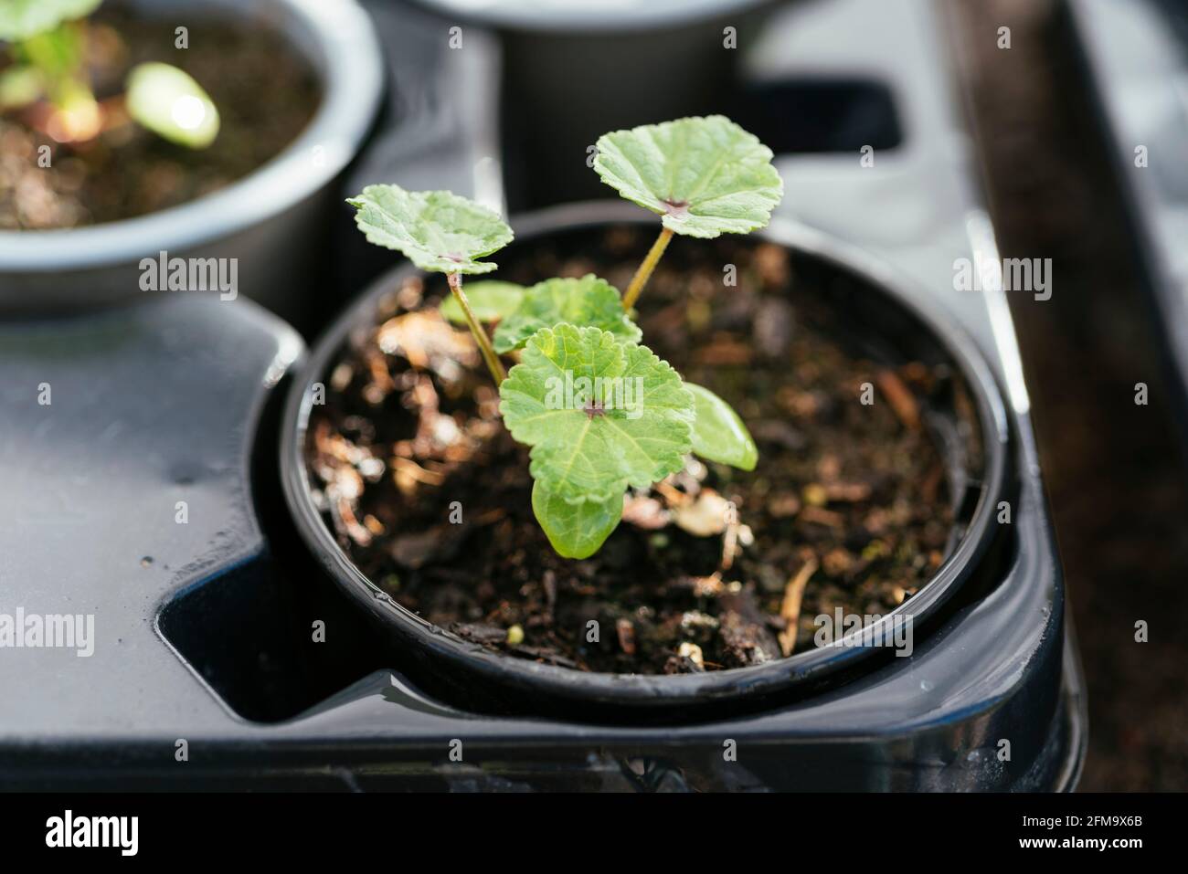 Seedling seedlings hi-res stock photography and images - Alamy