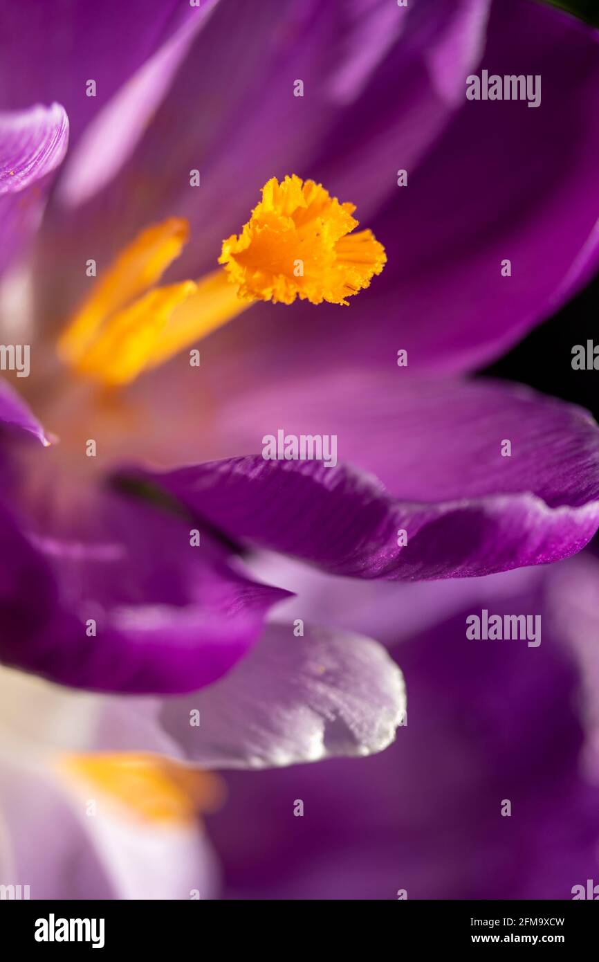 Macro photograph of colourful Crocus bloom Stock Photo - Alamy