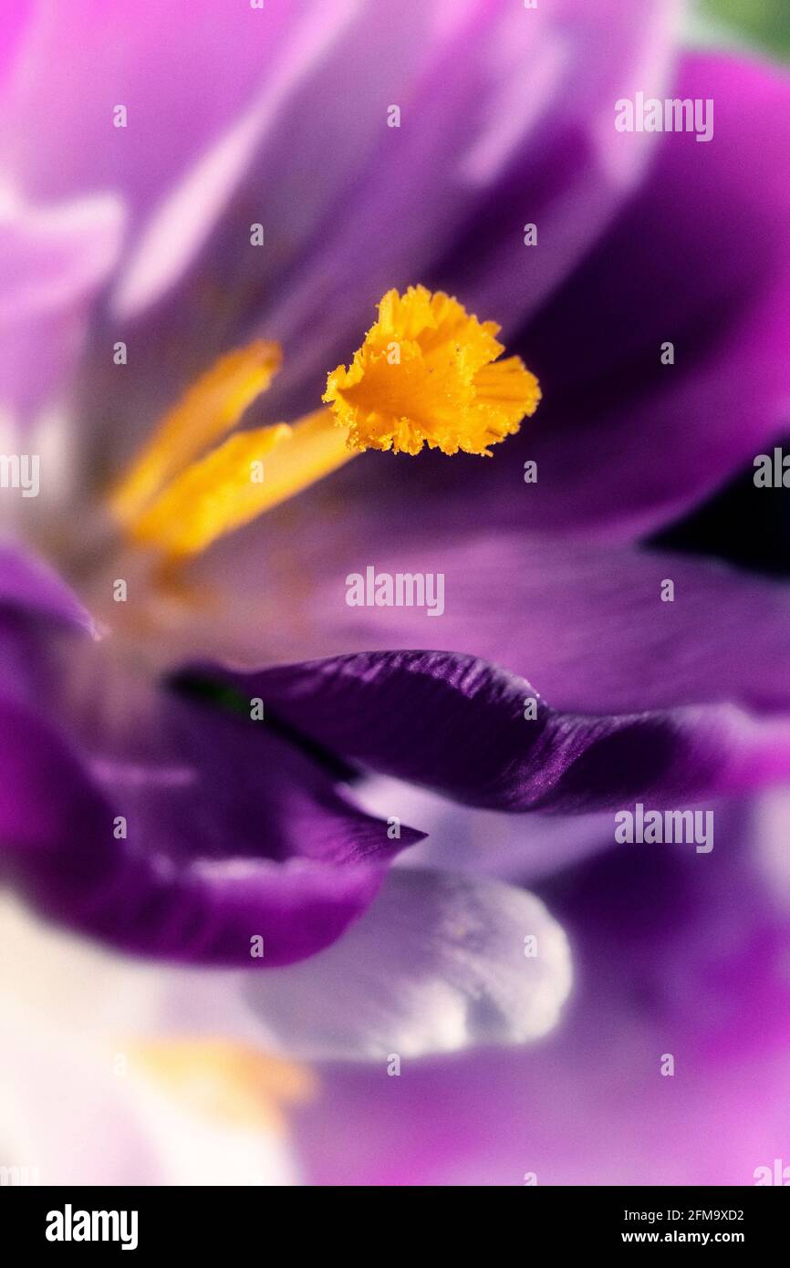 Macro photograph of colourful Crocus bloom Stock Photo - Alamy