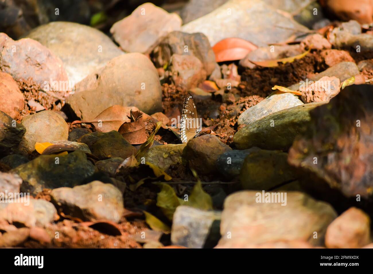 Butterfly in green forest selective hi-res stock photography and images ...