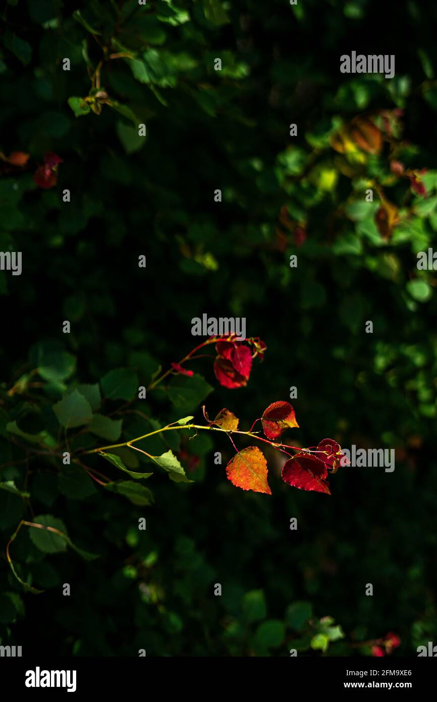 Glowing red hi-res stock photography and images - Alamy