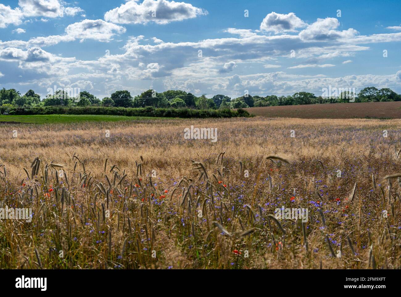 Summer landscape golden cornfield hi-res stock photography and images ...