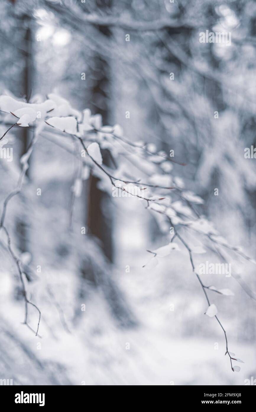 Drooping natural hi-res stock photography and images - Alamy