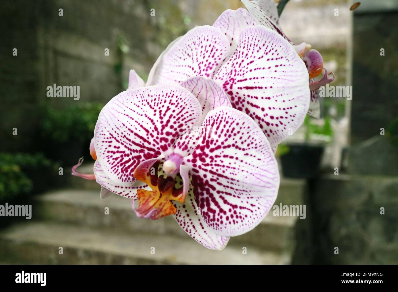 The an aesthetic photo of Orchid flower Stock Photo - Alamy