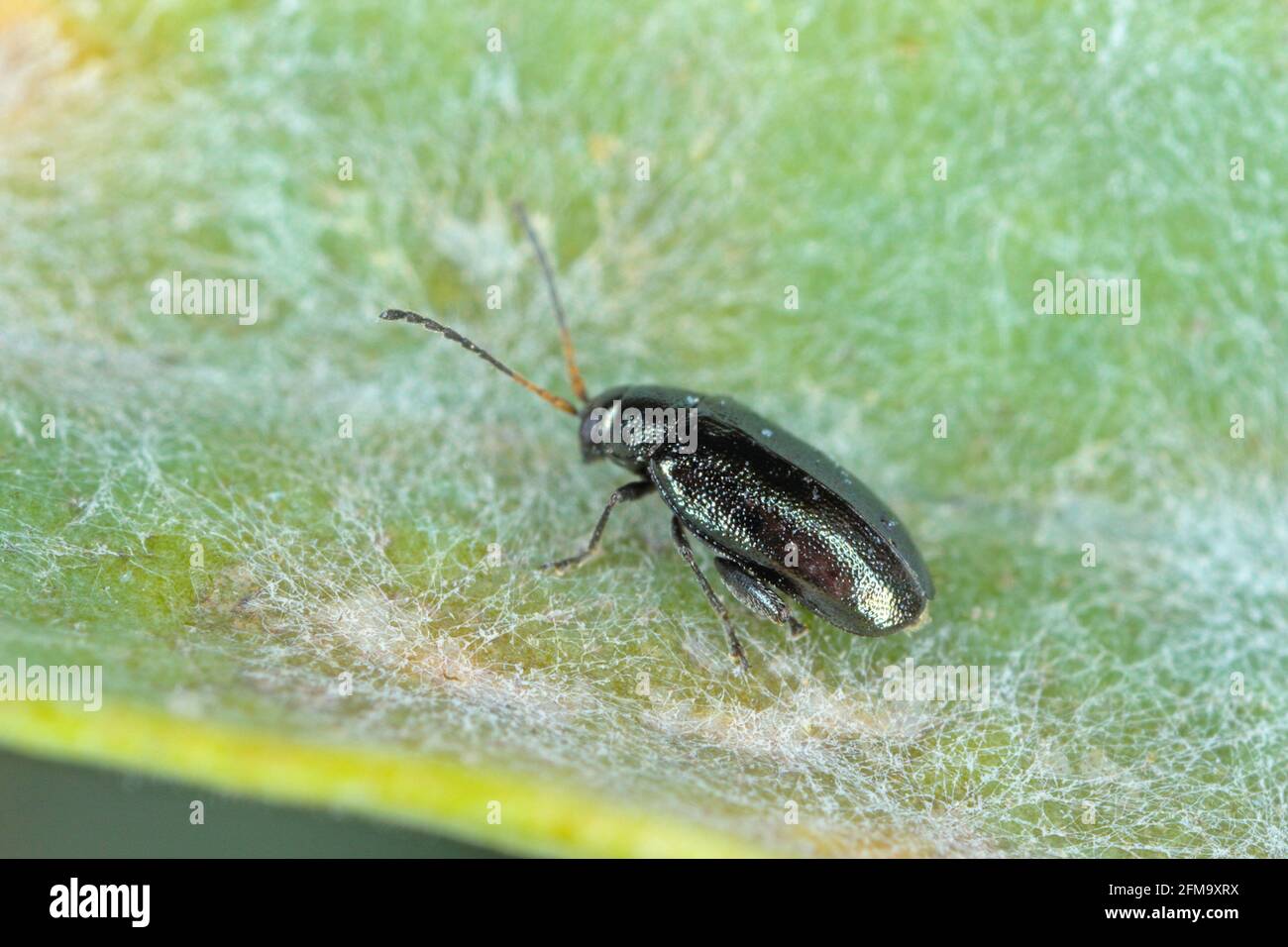 Cabbage Stem Flea beetle and damaged leaves of oilseed rape - (canola ...