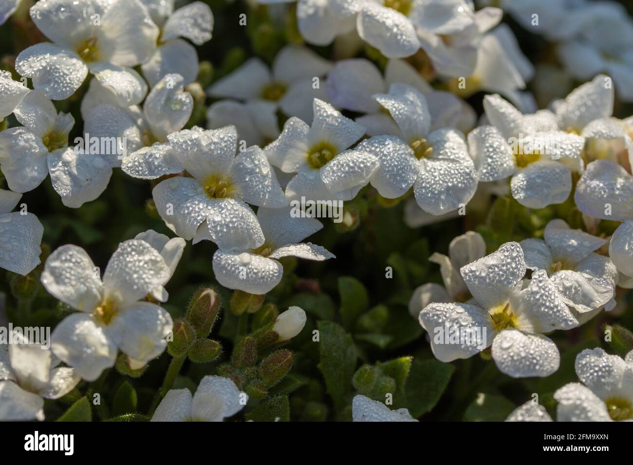 Aubrieta 'Regado White' (Regado Series Stock Photo - Alamy