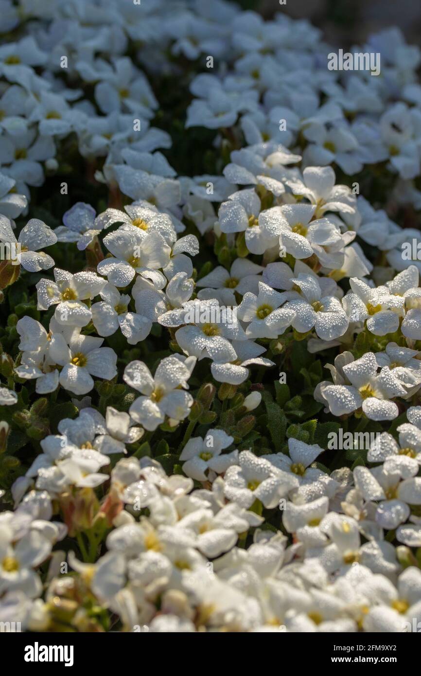 Aubrieta regado white regado series hi-res stock photography and images ...