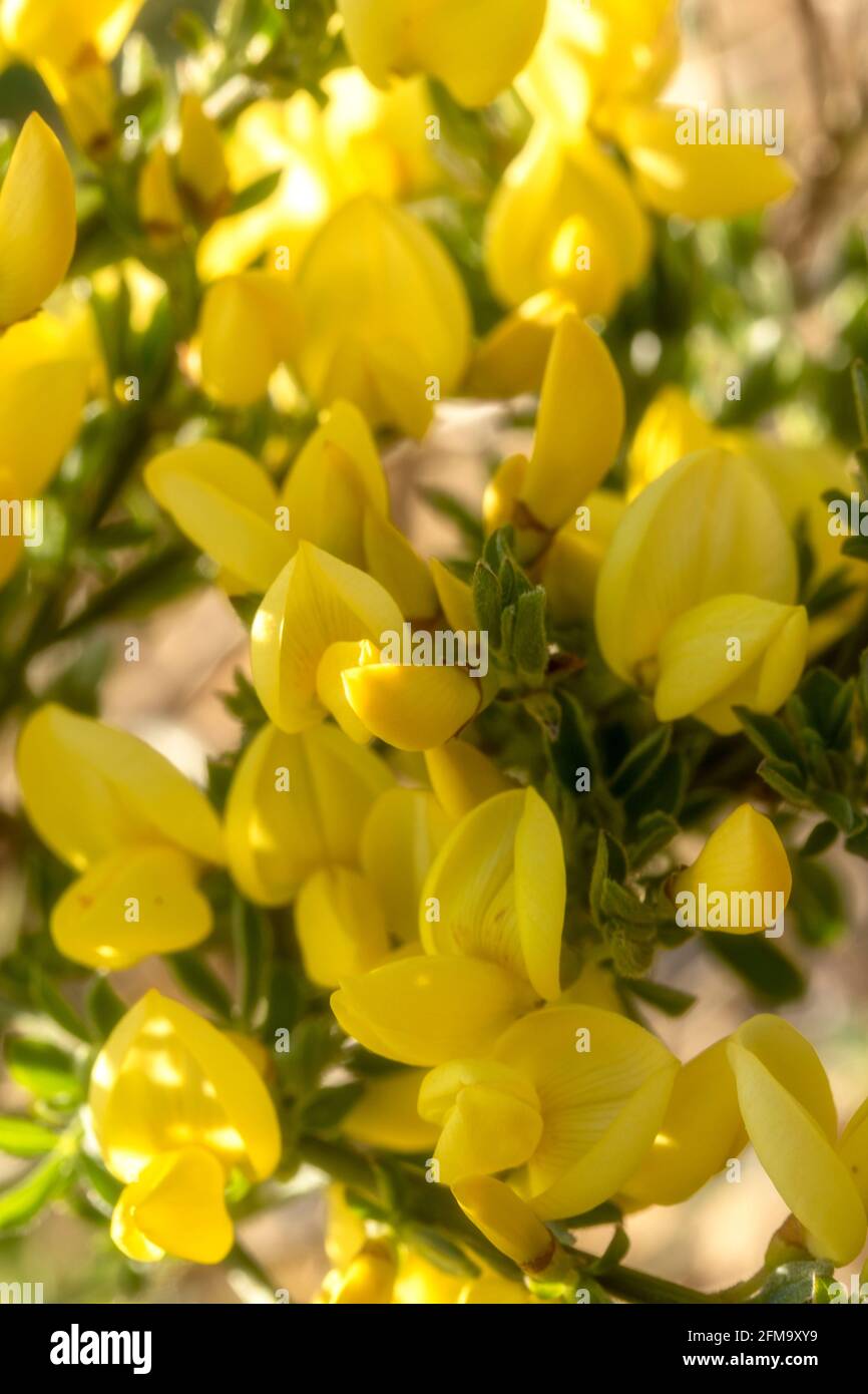 Cytisus Kewensis High Resolution Stock Photography and Images - Alamy