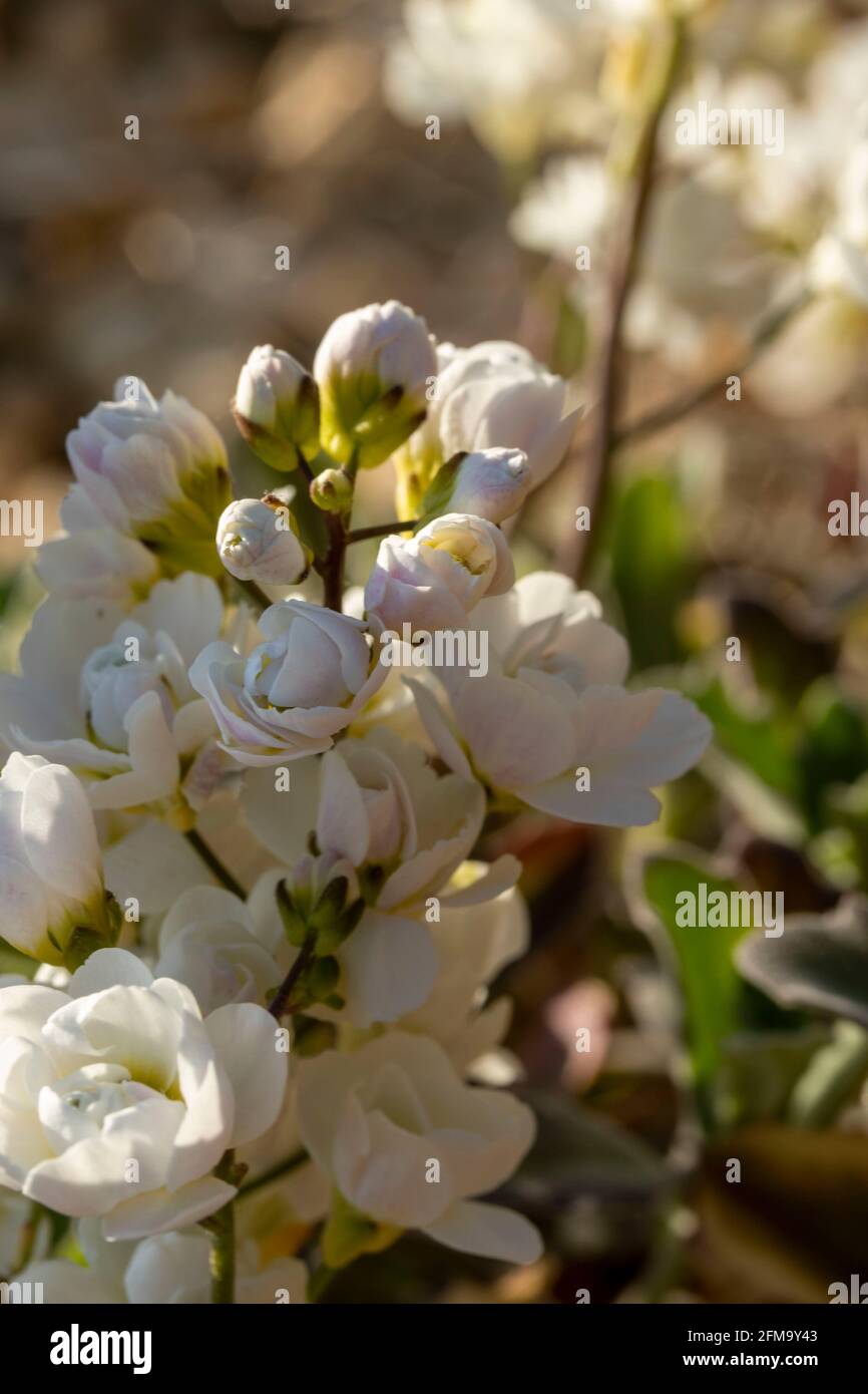 White petalled arabis hi-res stock photography and images - Alamy