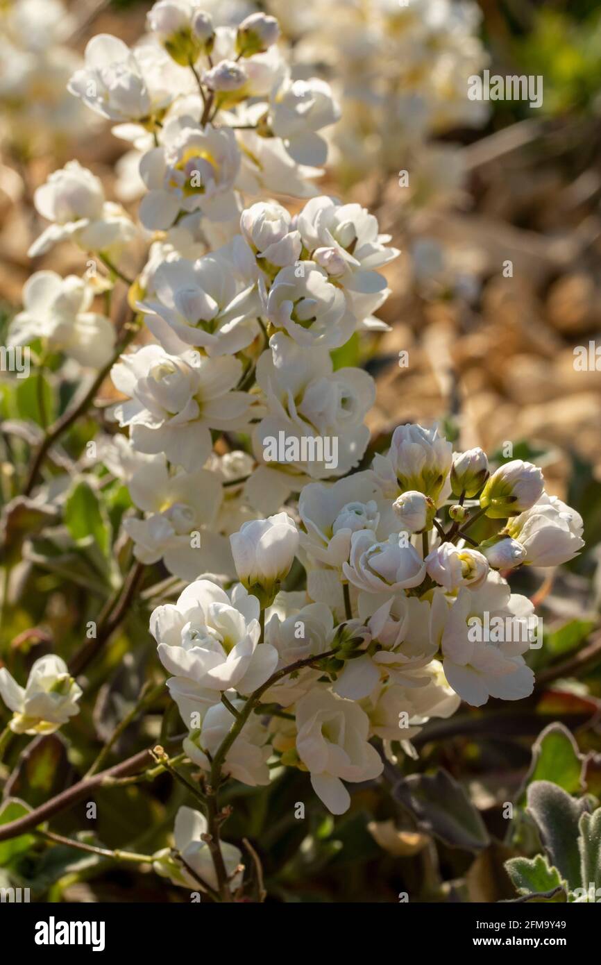 White petalled arabis hi-res stock photography and images - Alamy